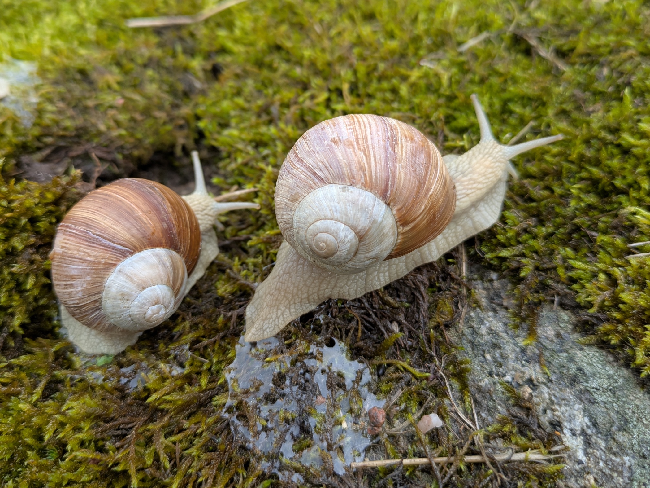 Vardagsvandring till Hästtjärn i Floda - Svenska Turistföreningen